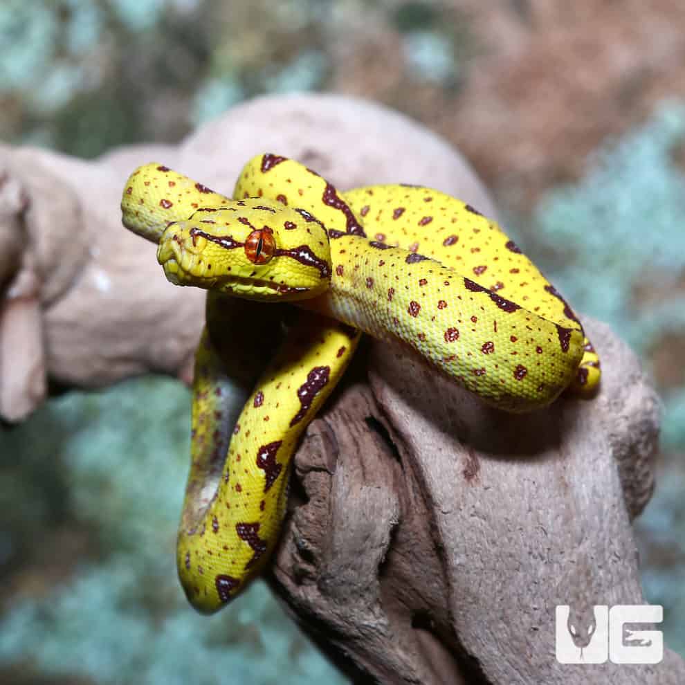 Baby Biak Green Tree Pythons (Morelia viridis) For Sale - Underground ...