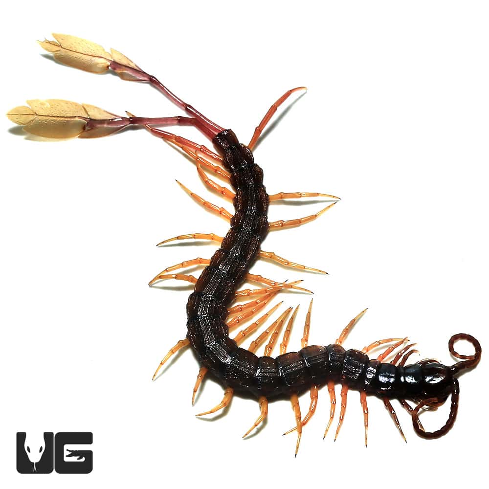 Cameroon Feathertail Centipedes ( ) For Sale - Underground Reptiles