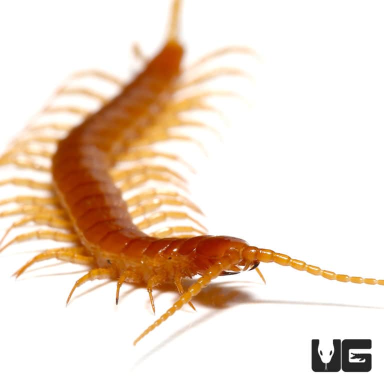 Long Tailed Centipedes For Sale - Underground Reptiles