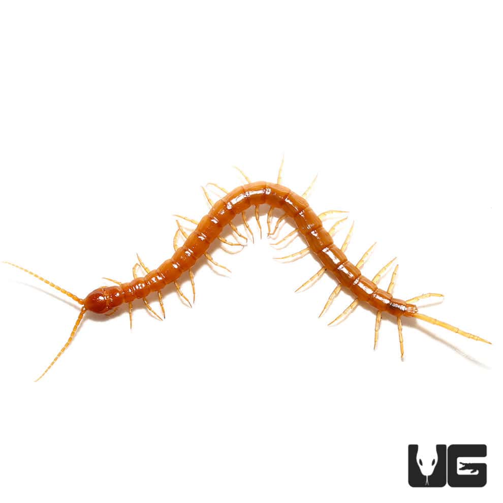 Long Tailed Centipedes For Sale - Underground Reptiles