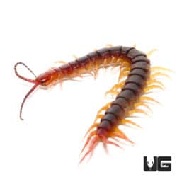 Long Tailed Centipedes For Sale - Underground Reptiles