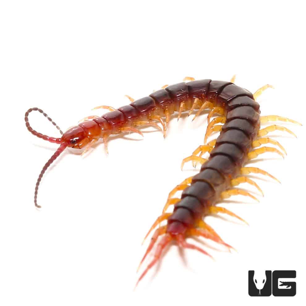 Long Tailed Centipedes For Sale - Underground Reptiles