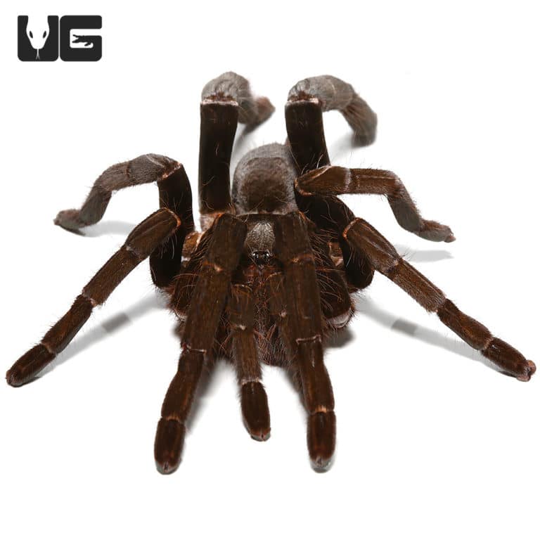 Cameroon Tawny Red Baboon (Hysterocrates sp "Cameroon") For Sale ...