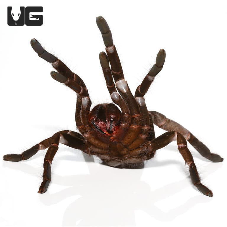 Cameroon Tawny Red Baboon (Hysterocrates sp "Cameroon") For Sale ...