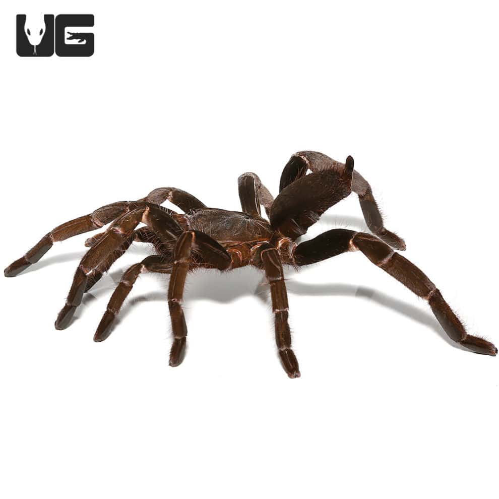 Cameroon Tawny Red Baboon (Hysterocrates sp "Cameroon") For Sale ...