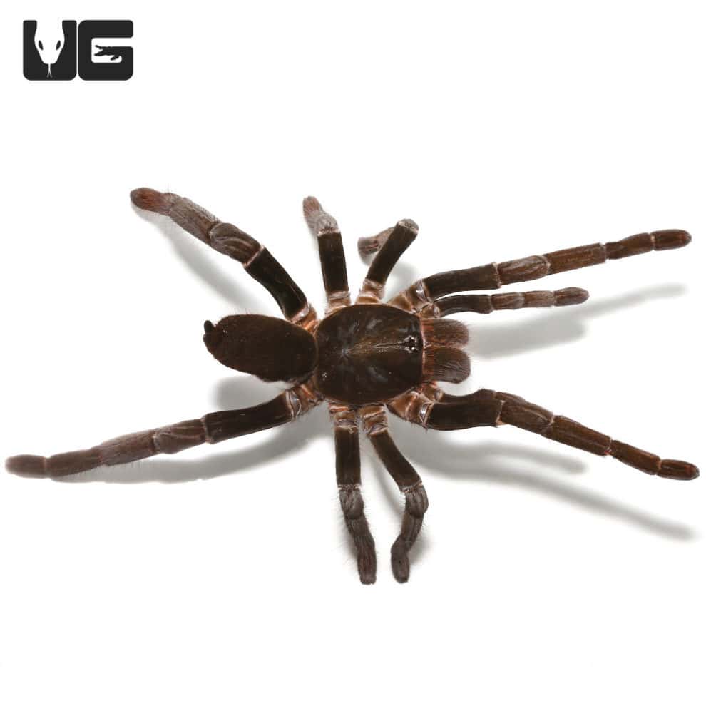 Cameroon Tawny Red Baboon (Hysterocrates sp "Cameroon") For Sale ...