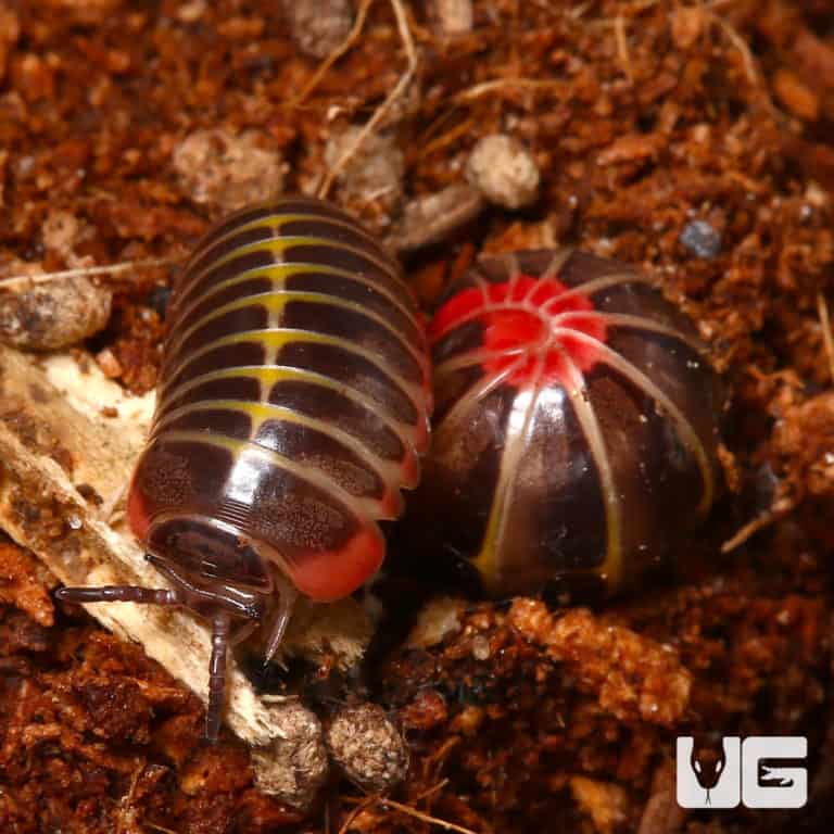 Candy Pill Millipede (Rhopalomeris Carnifex) For Sale - Underground ...
