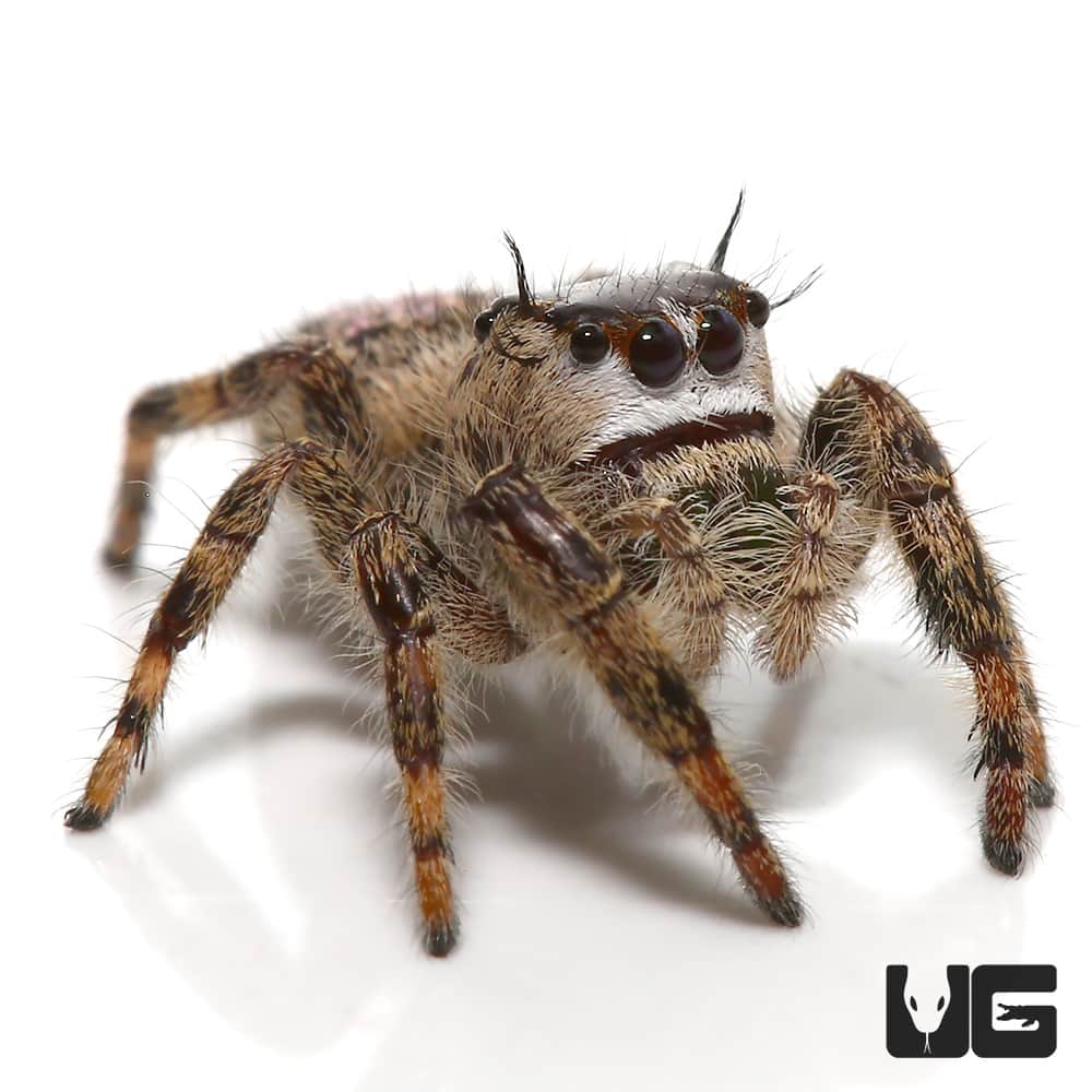 Canopy Jumping Spider (Phidippus otiosus) For Sale - Underground Reptiles