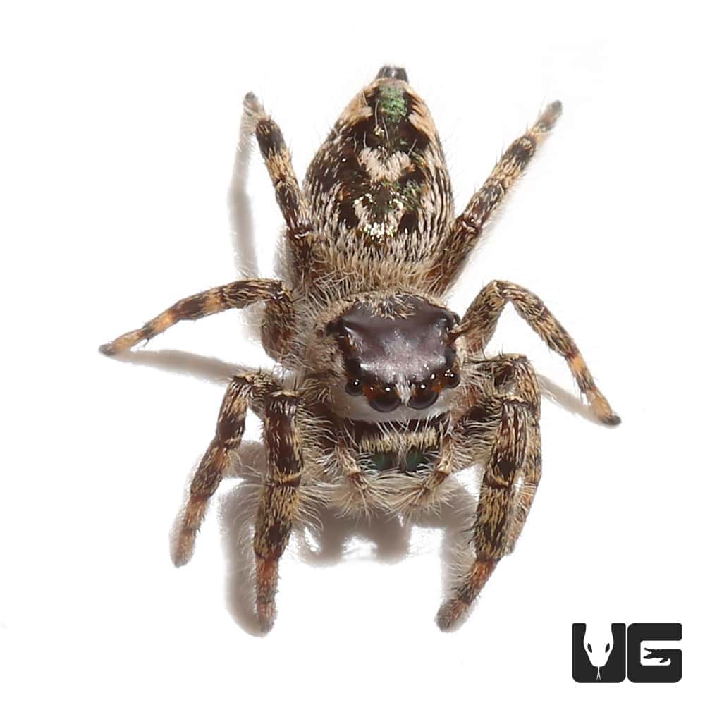 Canopy Jumping Spider (Phidippus otiosus) For Sale - Underground Reptiles