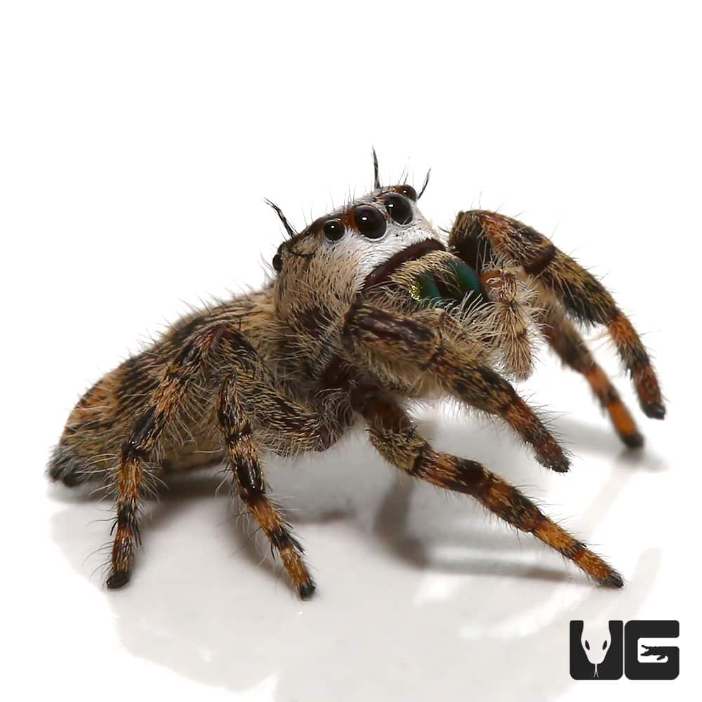 Canopy Jumping Spider (Phidippus otiosus) For Sale - Underground Reptiles