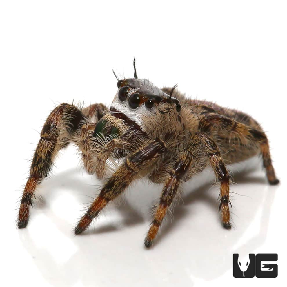 Canopy Jumping Spider (Phidippus otiosus) For Sale - Underground Reptiles