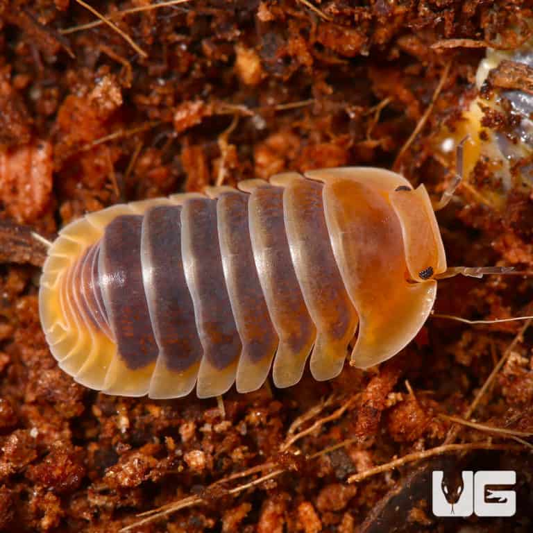 "Jupiter" Isopod (Cubaris Sp. Jupiter) For Sale - Underground Reptiles