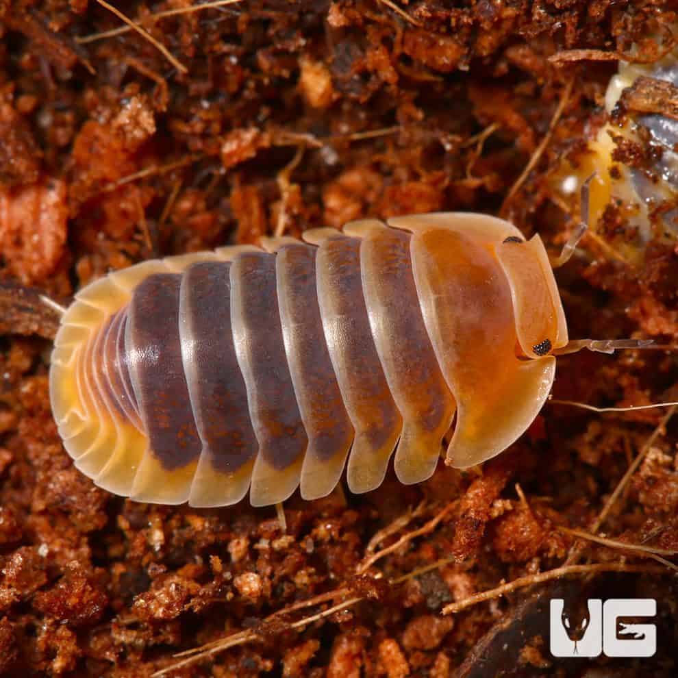 "Jupiter" Isopod (Cubaris Sp. Jupiter) For Sale - Underground Reptiles