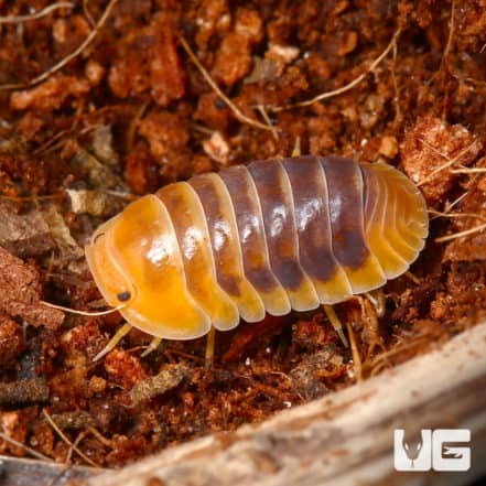 Isopods For Sale - Underground Reptiles