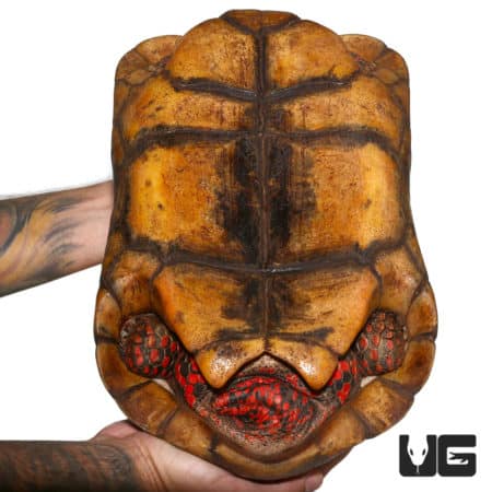 Giant Female Adult Redfoot Tortoises (Chelonoidis carbonaria) For Sale ...
