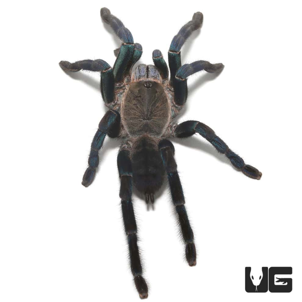 Female Green Femur Cobalt Blue Tarantulas For Sale - Underground Reptiles