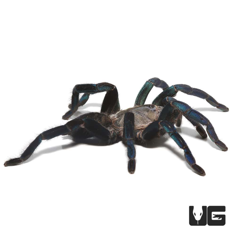 Female Green Femur Cobalt Blue Tarantulas For Sale - Underground Reptiles Female Green Femur Cobalt Blue Tarantulas For Sale - Underground Reptiles