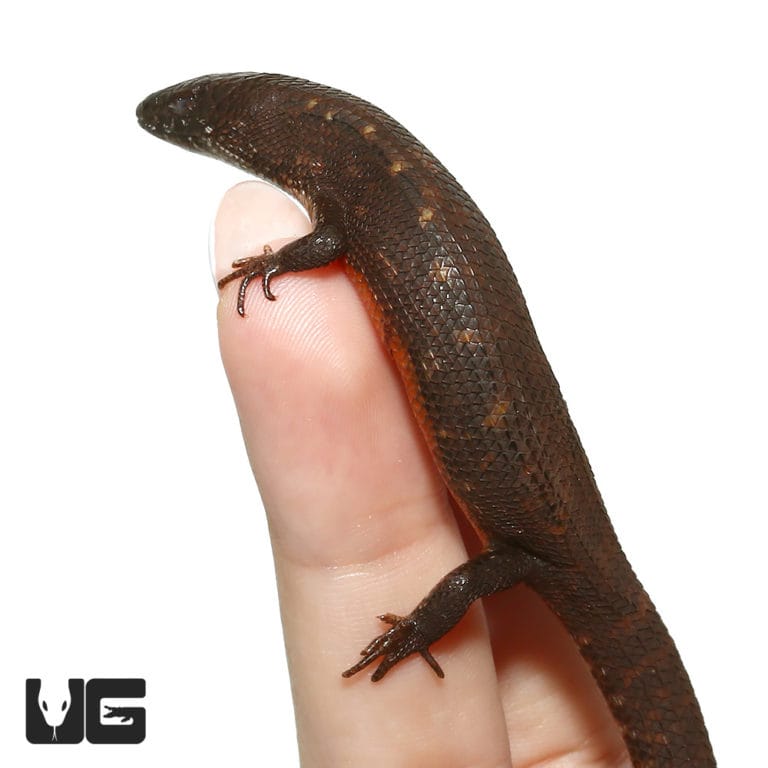 Greers Earless Skinks (Cophoscincopus greeri) For Sale - Underground ...