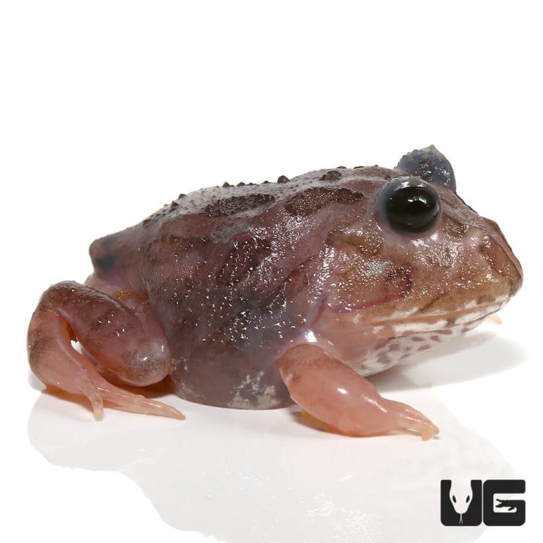 Mutant Black Eyed Pink Chicken Pacman Frogs for sale - Underground Reptiles