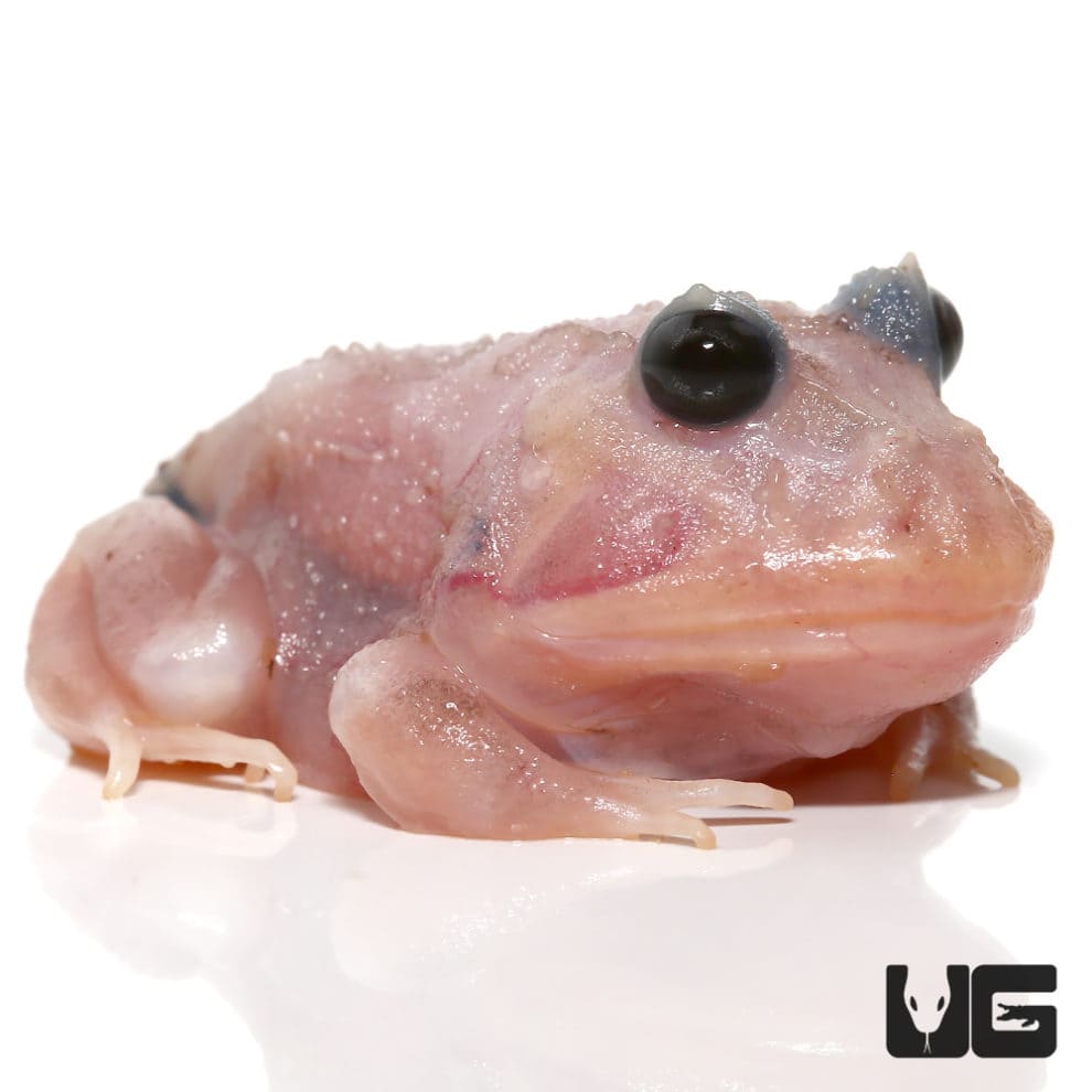Mutant Snow White Pacman Frogs for sale - Underground Reptiles