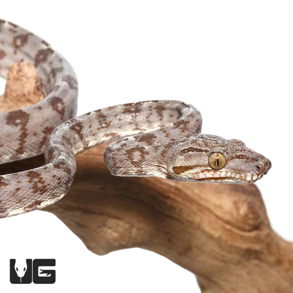 Boas For Sale - Underground Reptiles