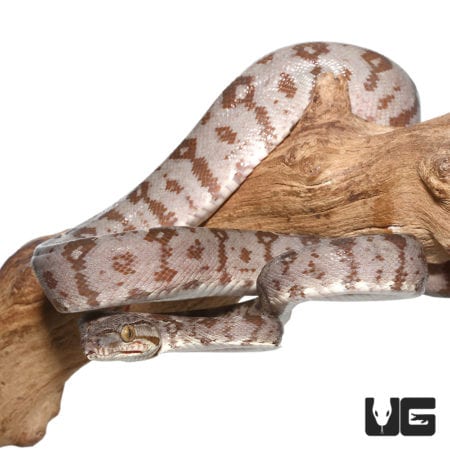 Amazon Tree Boas (Corallus hortulanus) For Sale - Underground Reptiles
