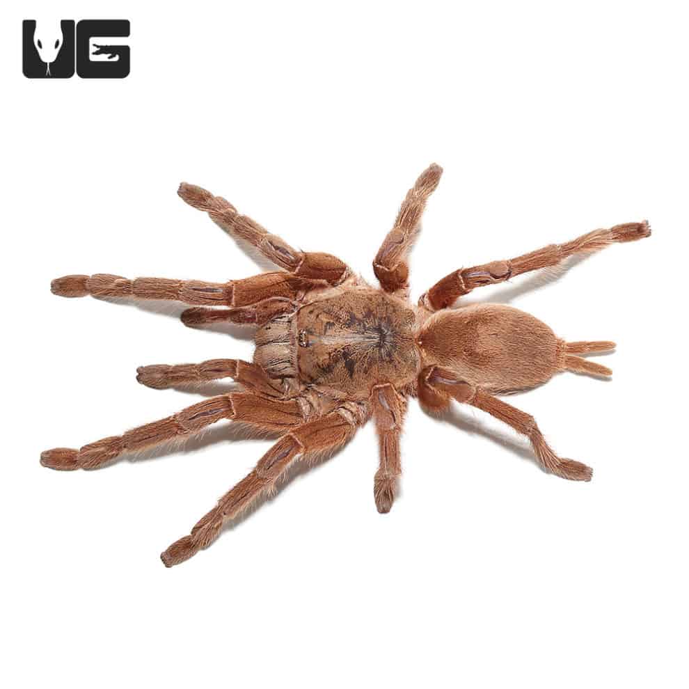 Asian Fawn Tarantula (Chilobrachys Huahini) For Sale - Underground Reptiles