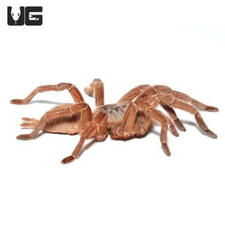 Asian Fawn Tarantula (Chilobrachys Huahini) For Sale - Underground Reptiles