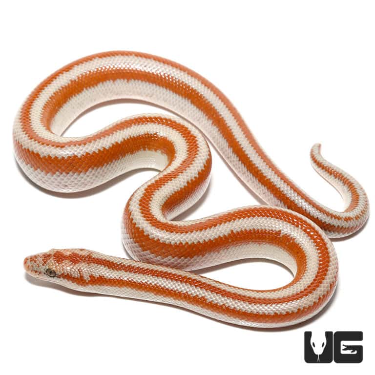 Baby San Matias Rosy Boas For Sale - Underground Reptiles
