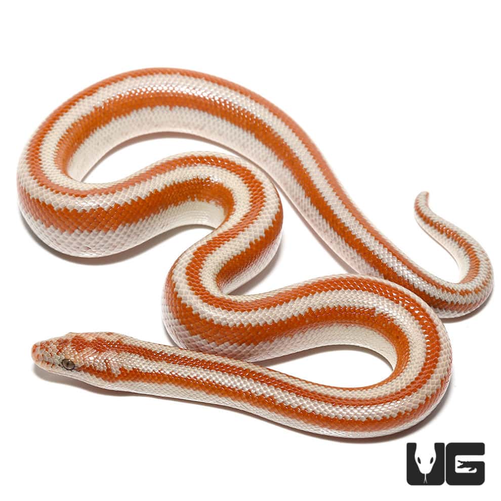 Baby San Matias Rosy Boas For Sale - Underground Reptiles