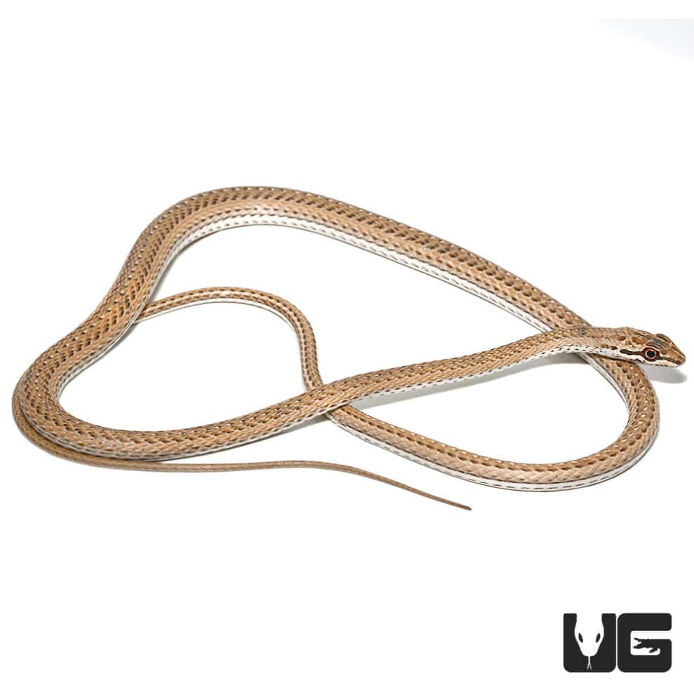 Baby Schokari Sand Racers (Psammophis schokari) For Sale - Underground ...