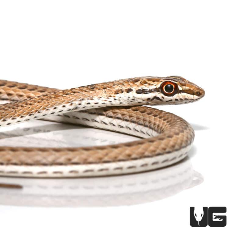 Baby Schokari Sand Racers (Psammophis schokari) For Sale - Underground ...