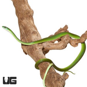 Green Bush Snakes For Sale - Underground Reptiles