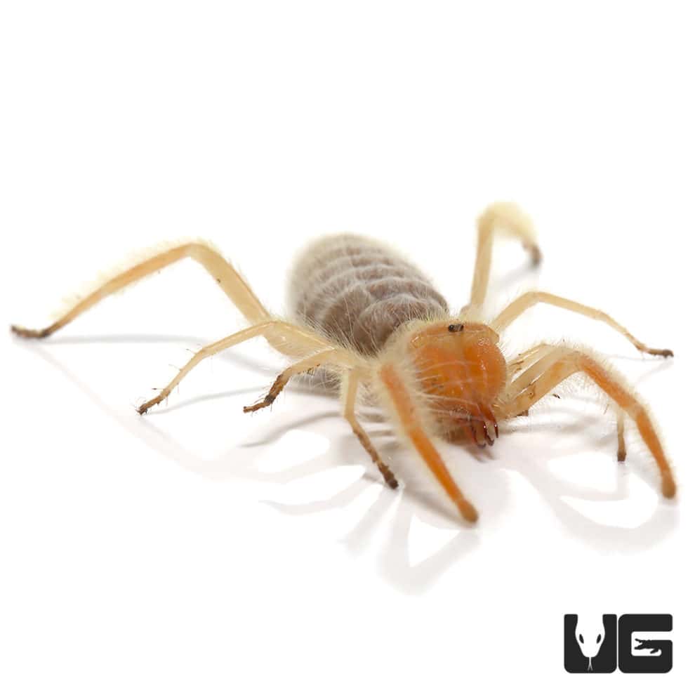 Sun Spider (Solifugae sp) For Sale - Underground Reptiles