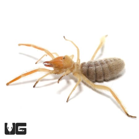 Sun Spider (Solifugae sp) For Sale - Underground Reptiles