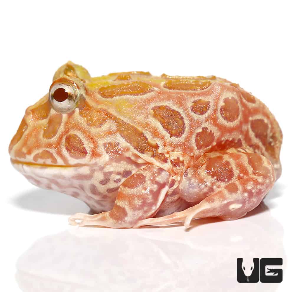 Sunburst Pacman Frogs For Sale - Underground Reptiles
