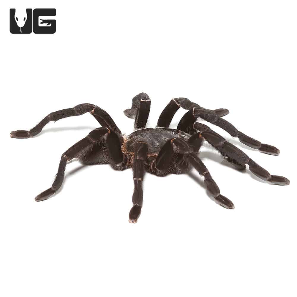 Thai Black Tarantulas (cyriopagopus minax) For Sale - Underground Reptiles