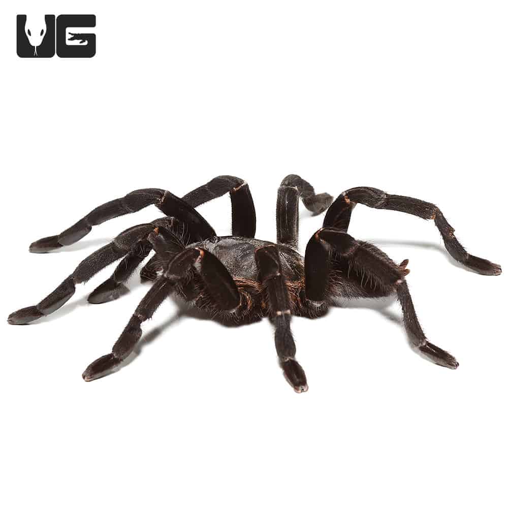 Thai Black Tarantulas (cyriopagopus minax) For Sale - Underground Reptiles