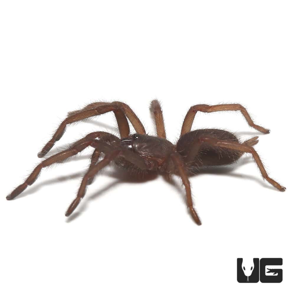 Vietnam Electric Blue Earth Tiger Tarantula (Chilobrachys sp) For Sale ...