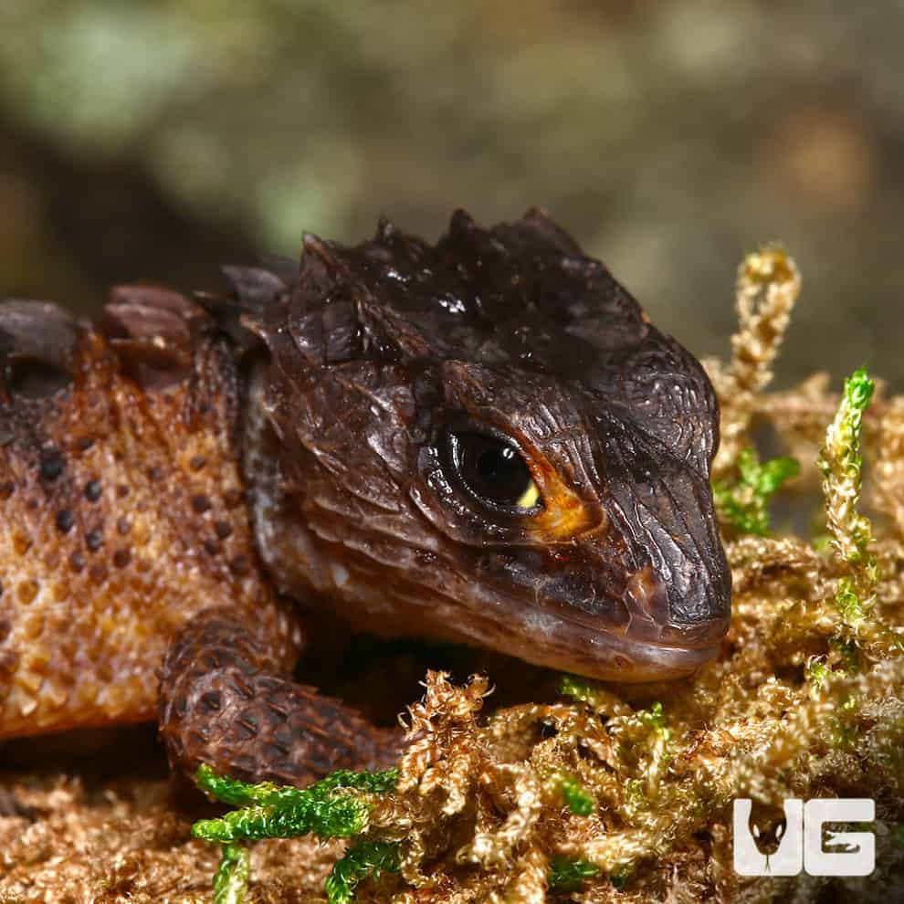 Skinks For Sale - Underground Reptiles