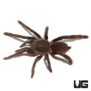 Tarantulas & Spiders For Sale - Underground Reptiles