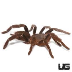 Nigerian Rust Baboon (Hysterocrates sp "nigeria") For Sale ...