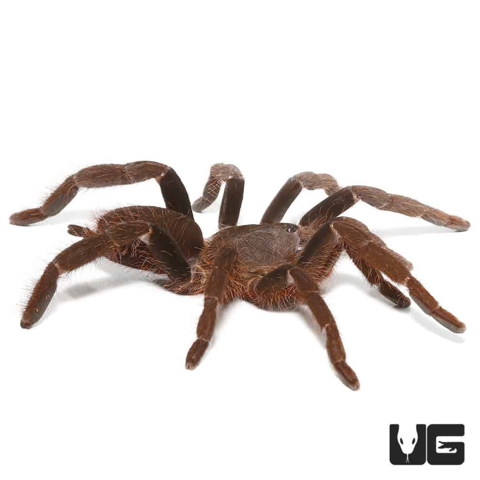 Nigerian Rust Baboon (Hysterocrates sp "nigeria") For Sale ...