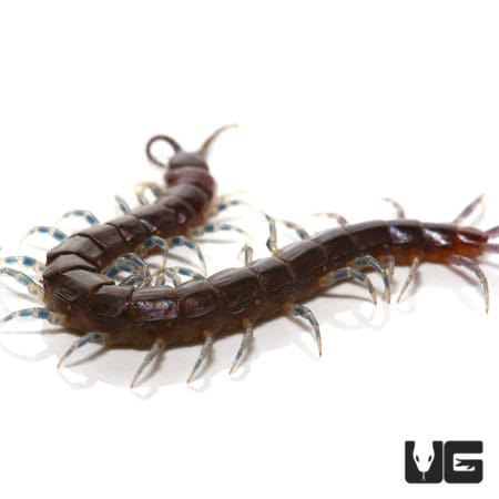 Long Tailed Centipedes For Sale - Underground Reptiles