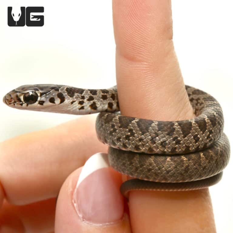 Baby Northern Black Racer Snakes For Sale - Underground Reptiles