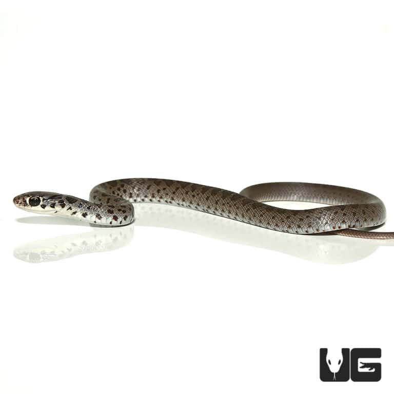 Baby Northern Black Racer Snakes For Sale - Underground Reptiles