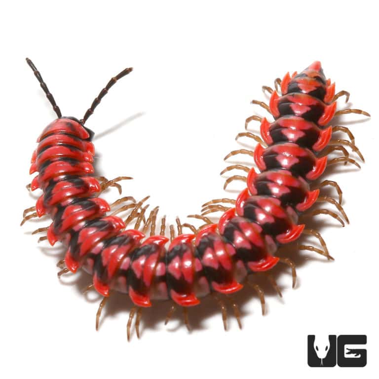 Pink Dragon Millipede (Desmoxytes Planata) For Sale - Underground Reptiles