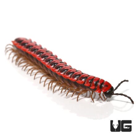 Pink Dragon Millipede (Desmoxytes Planata) For Sale - Underground Reptiles