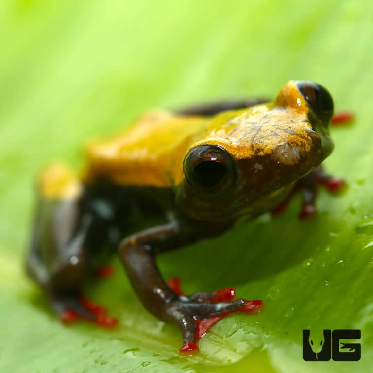 Reed Frogs For Sale - Underground Reptiles