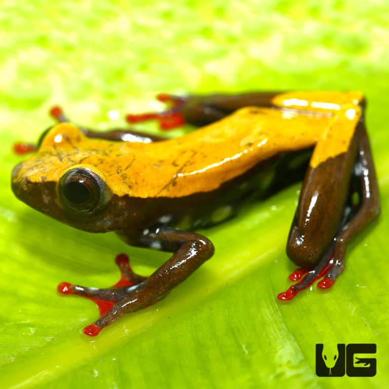 Reed Frogs For Sale - Underground Reptiles